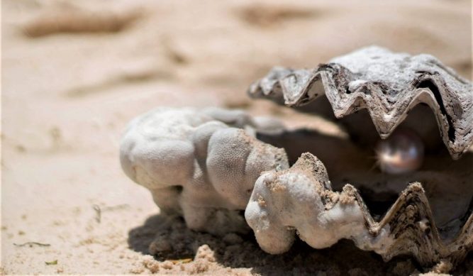 Ostra | Características, hábitat, alimentación, reproducción, cultivo ...