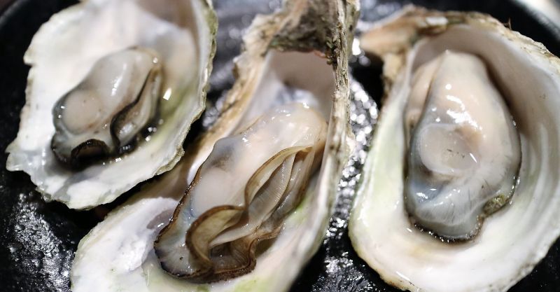 Ostra | Características, hábitat, alimentación, reproducción, cultivo ...