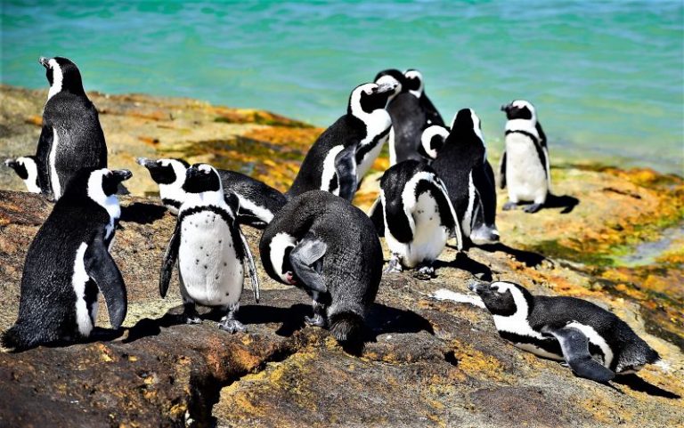 Pingüino Africano Características Hábitat Alimentación Reproducción