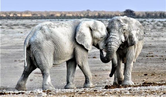 Placentarios | Qué son, características, tipos, variedades, ejemplos