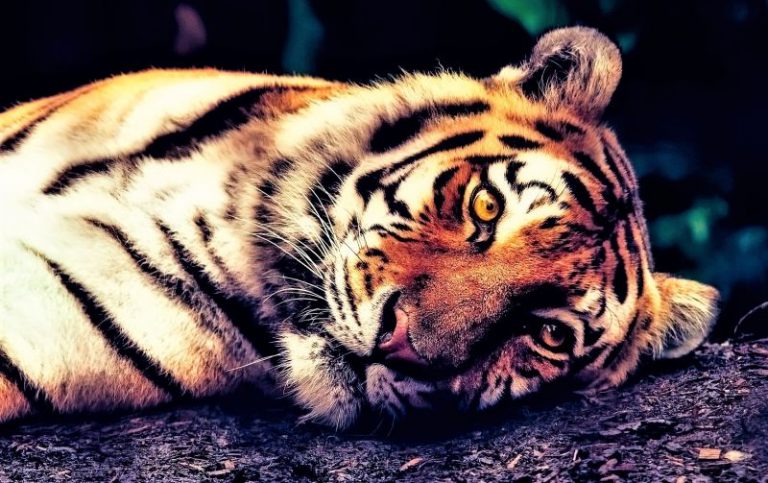 Placentarios | Qué son, características, tipos, variedades, ejemplos