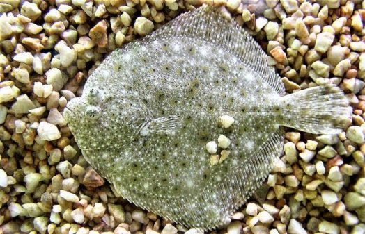 Rodaballo | Qué es, características, uso gastronómico, tipos, curiosidades