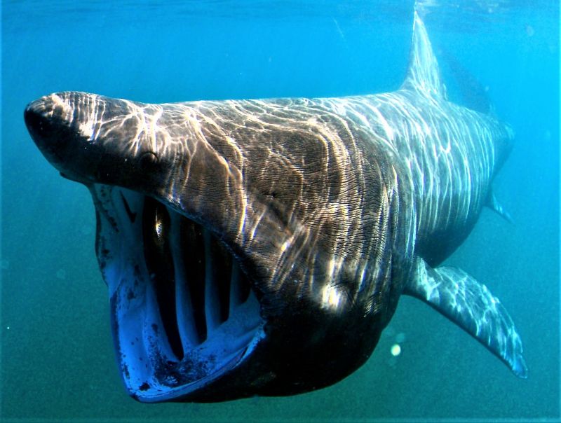 Tiburón toro | Características, hábitat, alimentación, reproducción ...