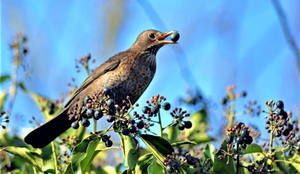 Tordo | Características, hábitat, alimentación, reproducción ...
