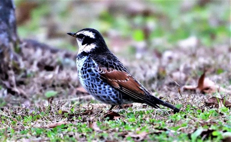 Tordo | Características, hábitat, alimentación, reproducción ...