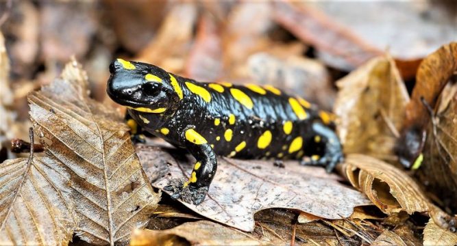 Tritones | Características, hábitat, alimentación, reproducción ...