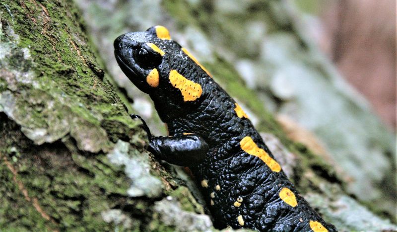 Tritones | Características, hábitat, alimentación, reproducción ...