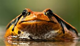 Anura | Qué es, características, hábitat, reproducción, amenazas ...