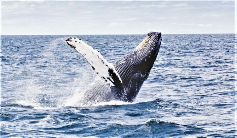 Ballena gris | Características, alimentación, reproducción, comportamiento