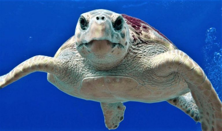 Caguama | Características, alimentación, hábitat, reproducción ...