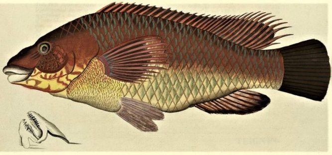 Maragota | Qué es, características, hábitat, comportamiento, uso ...