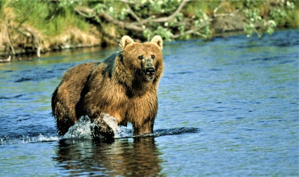 Oso kodiak | Características, alimentación, reproducción, comportamiento