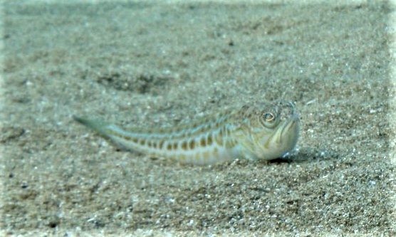 Peces | Listado con información y características | Animales