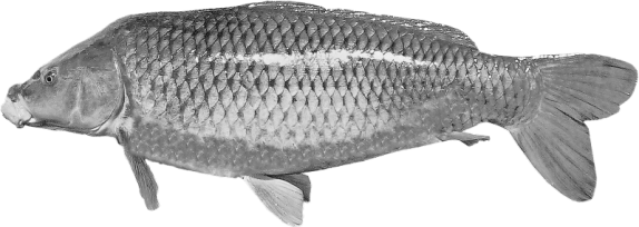 Pez carpa | Características, hábitat, alimentación, reproducción, cuidados