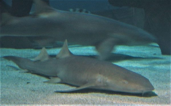 Tiburón gato | Características, hábitat, alimentación, reproducción ...