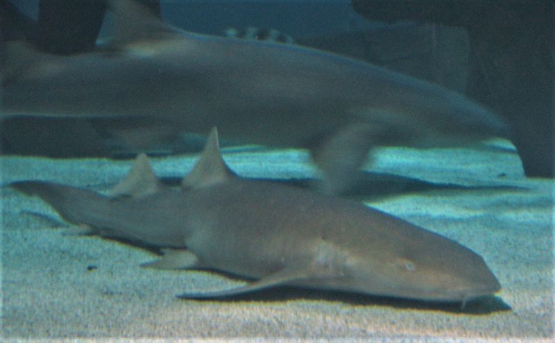 Tiburón gato | Características, hábitat, alimentación, reproducción ...