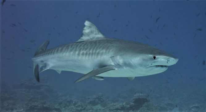 Tigre de Java | Características, alimentación, reproducción, extinción