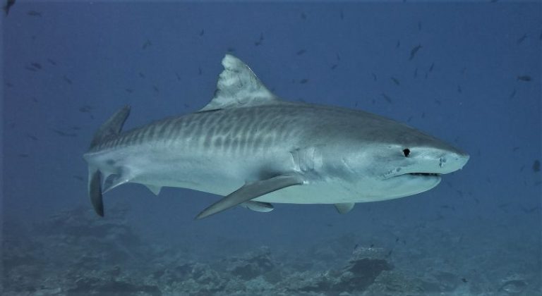 Tiburón gato | Características, hábitat, alimentación, reproducción ...