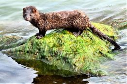 Visón | Características, alimentación, reproducción | Americano, europeo