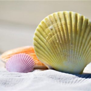 Animales | Tu web del mundo animal