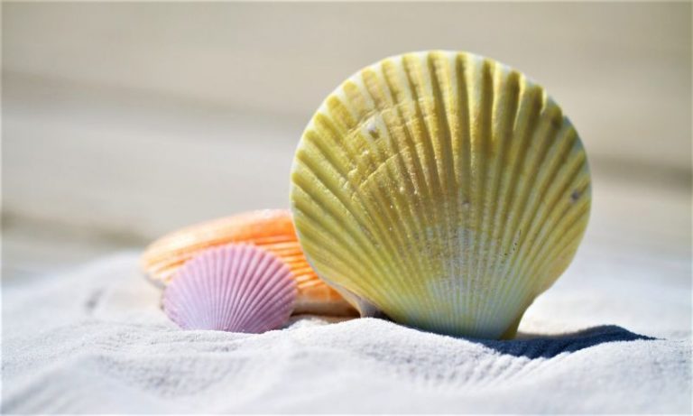Concha | Qué es, formación, utilidad, composición, perlas | Moluscos
