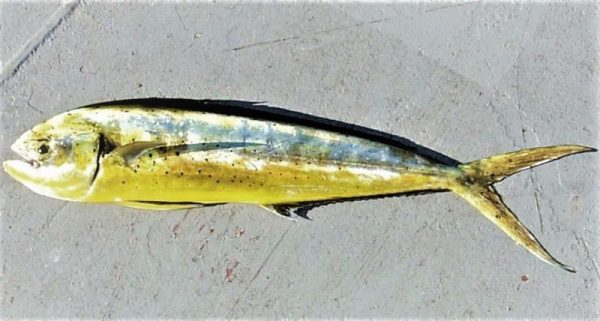 Lampuga | Qué es, características, hábitat, alimentación, comportamiento