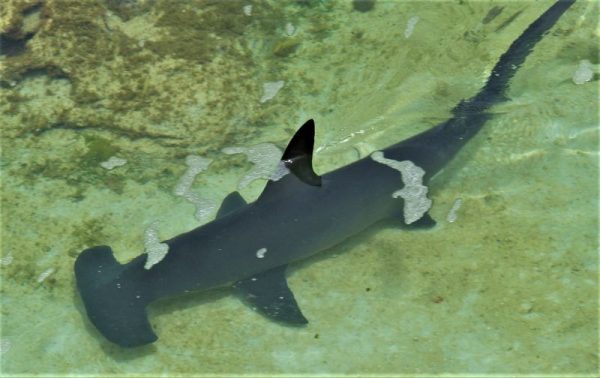 Tiburón martillo | Características, hábitat, alimentación, reproducción ...