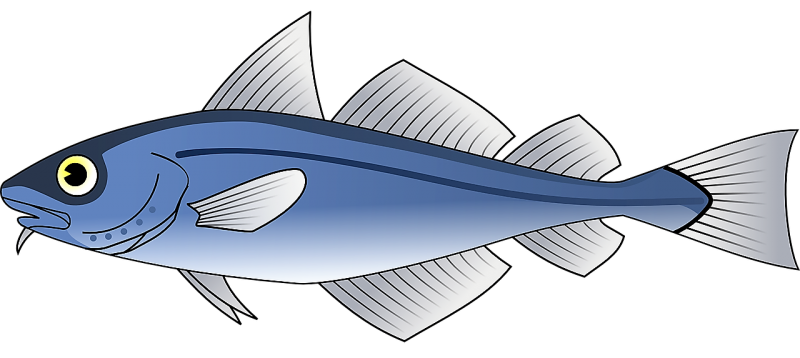 Peces | Listado con información y características | Animales