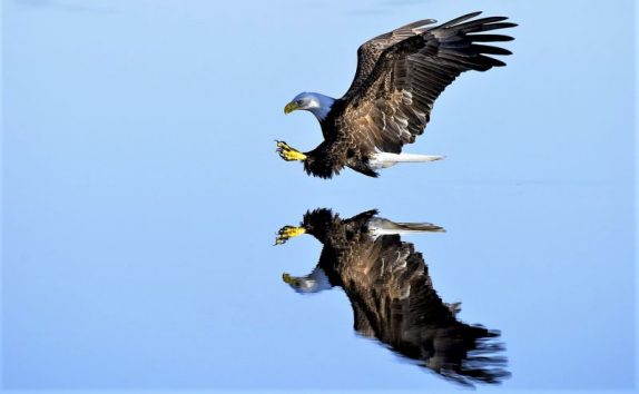 Ave rapaz | Qué es, características, tipos, diurna, nocturna, información