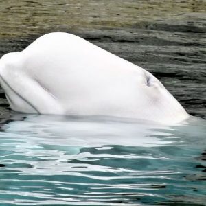Beluga | Características, hábitat, alimentación, reproducción ...