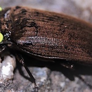 Animales | Tu web del mundo animal