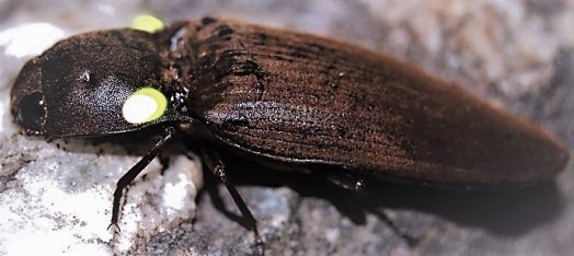 Cocuyo | Qué son, características, reproducción, comportamiento, luz