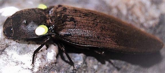 Cocuyo | Qué son, características, reproducción, comportamiento, luz