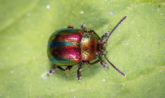 Coleóptera | Qué es, características, hábitat, reproducción, información