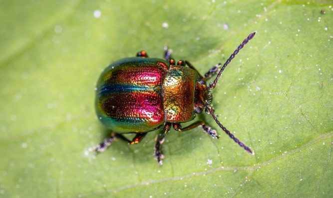 Coleóptera | Qué es, características, hábitat, reproducción, información