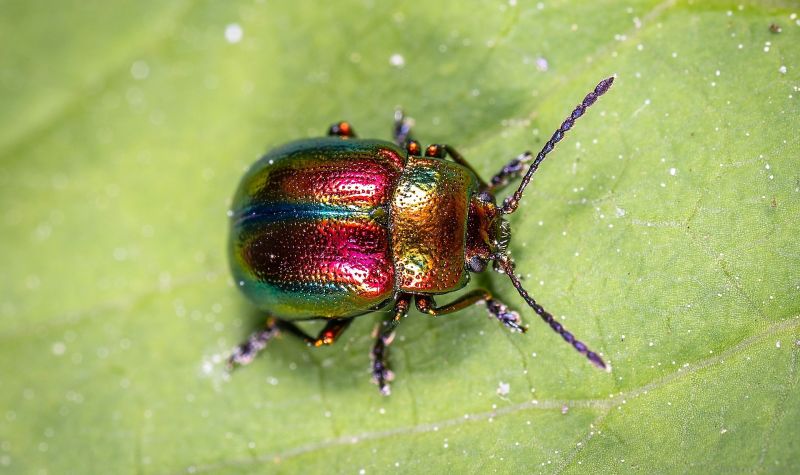 Coleóptera | Qué es, características, hábitat, reproducción, información