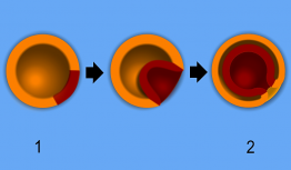 Grastrulación | Qué es, tipos, capas germinales, linea primitiva