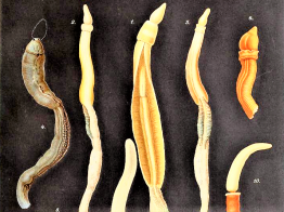 Cordados | Qué son, características, importancia, clasificación | Filo