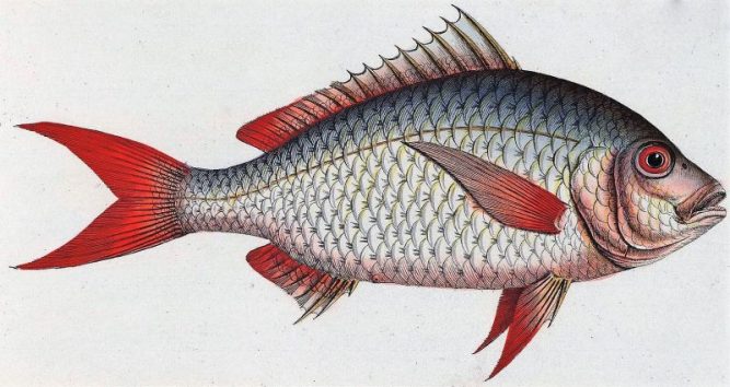 Mojarra | Qué es, características, hábitat, reproducción, alimentación ...