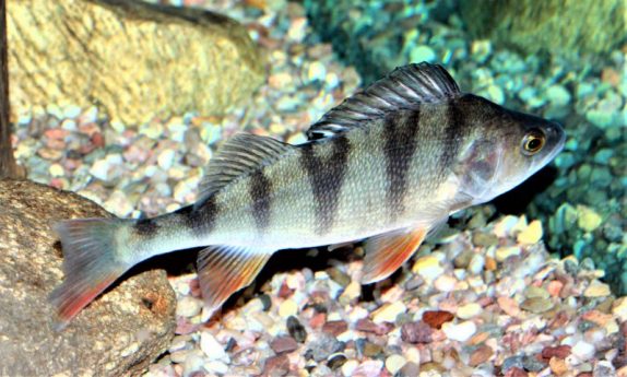 Perca | Características, hábitat, reproducción, alimentación, tipos ...