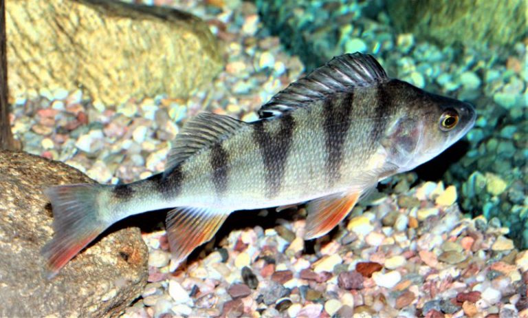 Perca | Características, hábitat, reproducción, alimentación, tipos ...