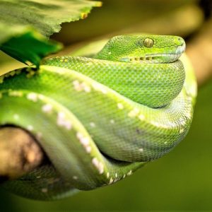 Animales cuadrúpedos | Qué son, descripción, desplazamiento, ejemplos