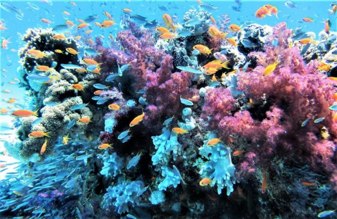 Coral | Qué es, características, alimentación, hábitat, formación, peligro