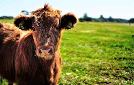 Novillo | Qué es, características, tipos, datos de interés, información