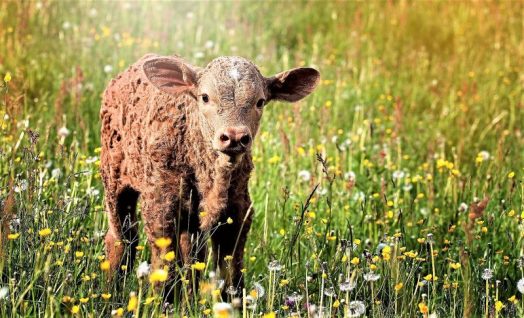 Ternero | Qué es, primero pasos, cuidados, carne, información, datos