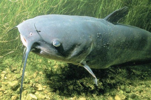 Bagre | Características, hábitat, alimentación, reproducción, curiosidades