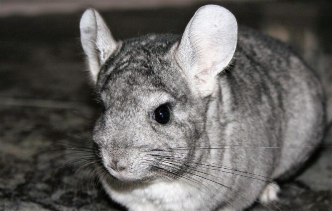 Chinchilla | Características, alimentación, cuidados, información | Mascota