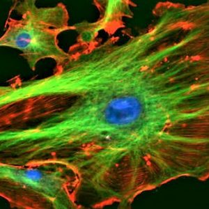 Grastrulación | Qué es, tipos, capas germinales, linea primitiva