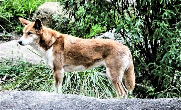 Mamíferos Archivos | Animales