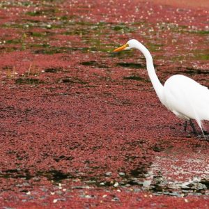 Garza | Características, hábitat, alimentación, reproducción, distribución